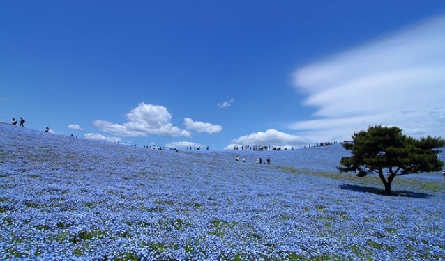 Travel Education: Hitachi Garden .. Beautiful Destination In Japan
