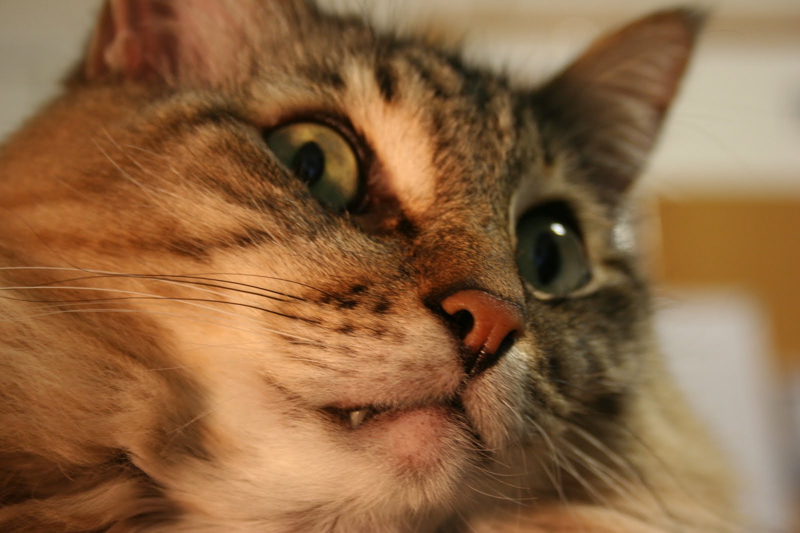 Turner's Tokens: Dramatic Cat