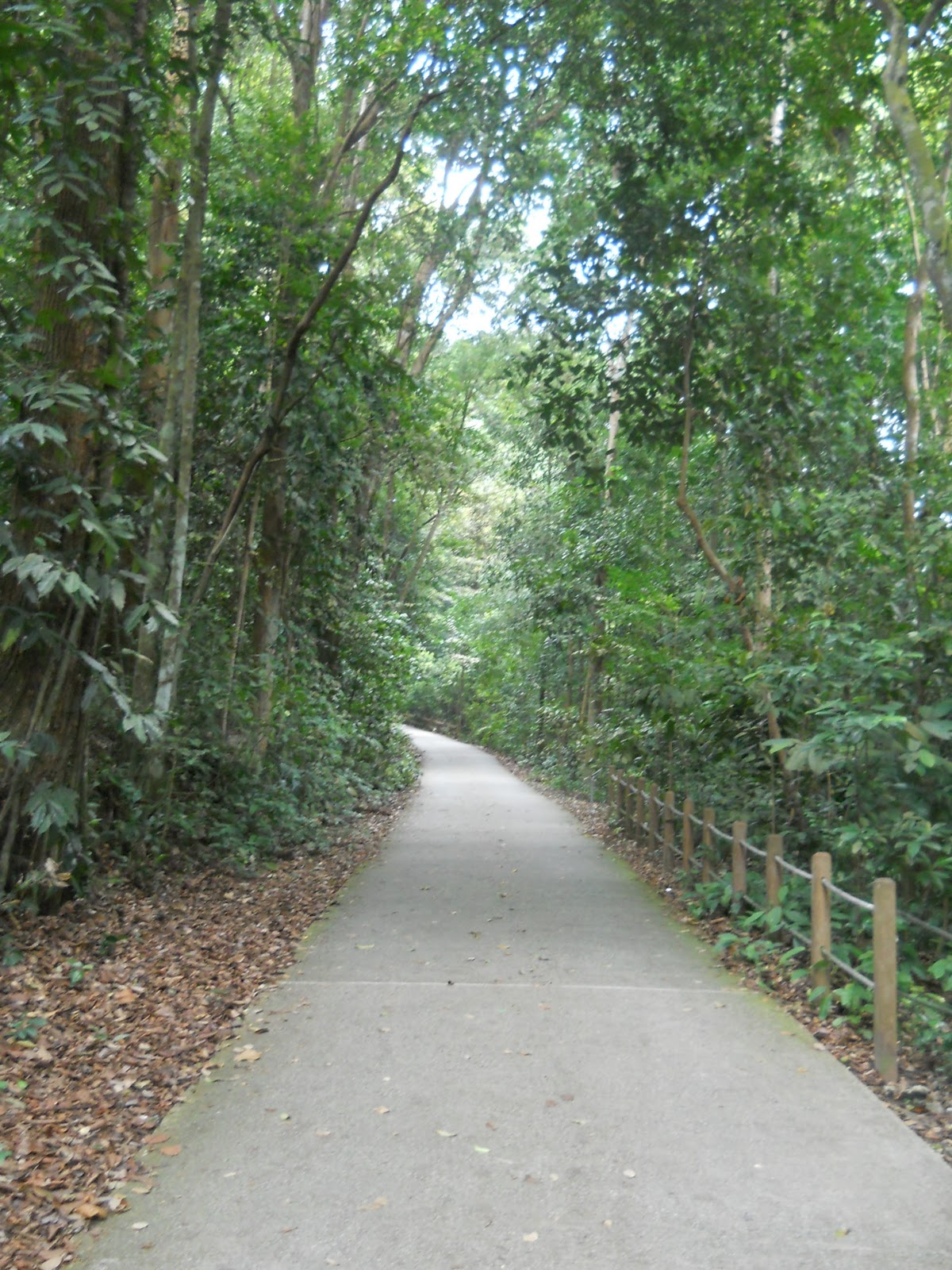 Bukit Timah Nature Reserve: Information About Bukit Timah Nature Reserve