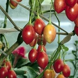 Grupo Cumelen de Necochea: Tomate del monte