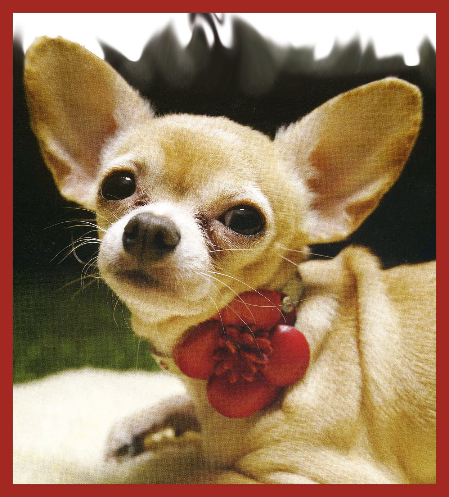 Mary's Be a GoodDog Blog: Sweetest Chiuaua