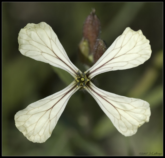 macroinstantes: Flor de Rúcula