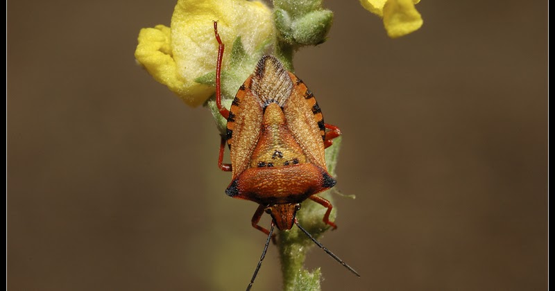 macroinstantes: Carpocoris fuscispinus