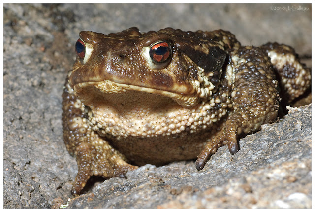 macroinstantes: Bufo bufo (II) — Sapo común