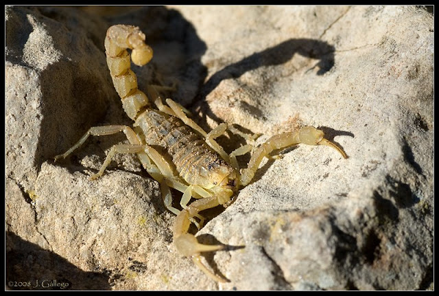 macroinstantes: Escorpión amarillo