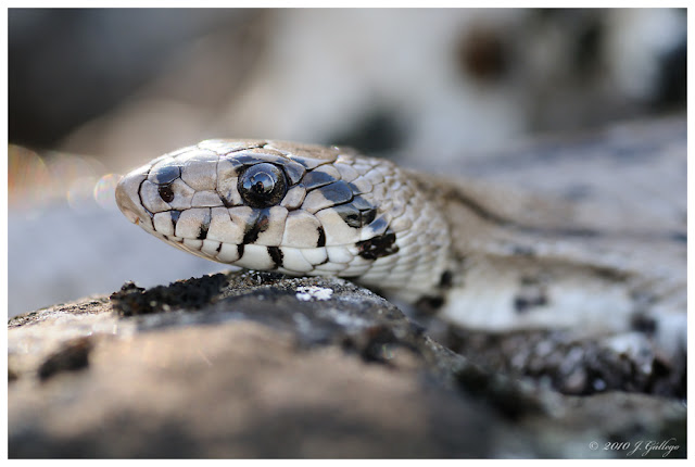macroinstantes: Autorretrato en la pupila de una serpiente