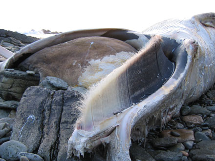 LE POMP: WHALE TEETH