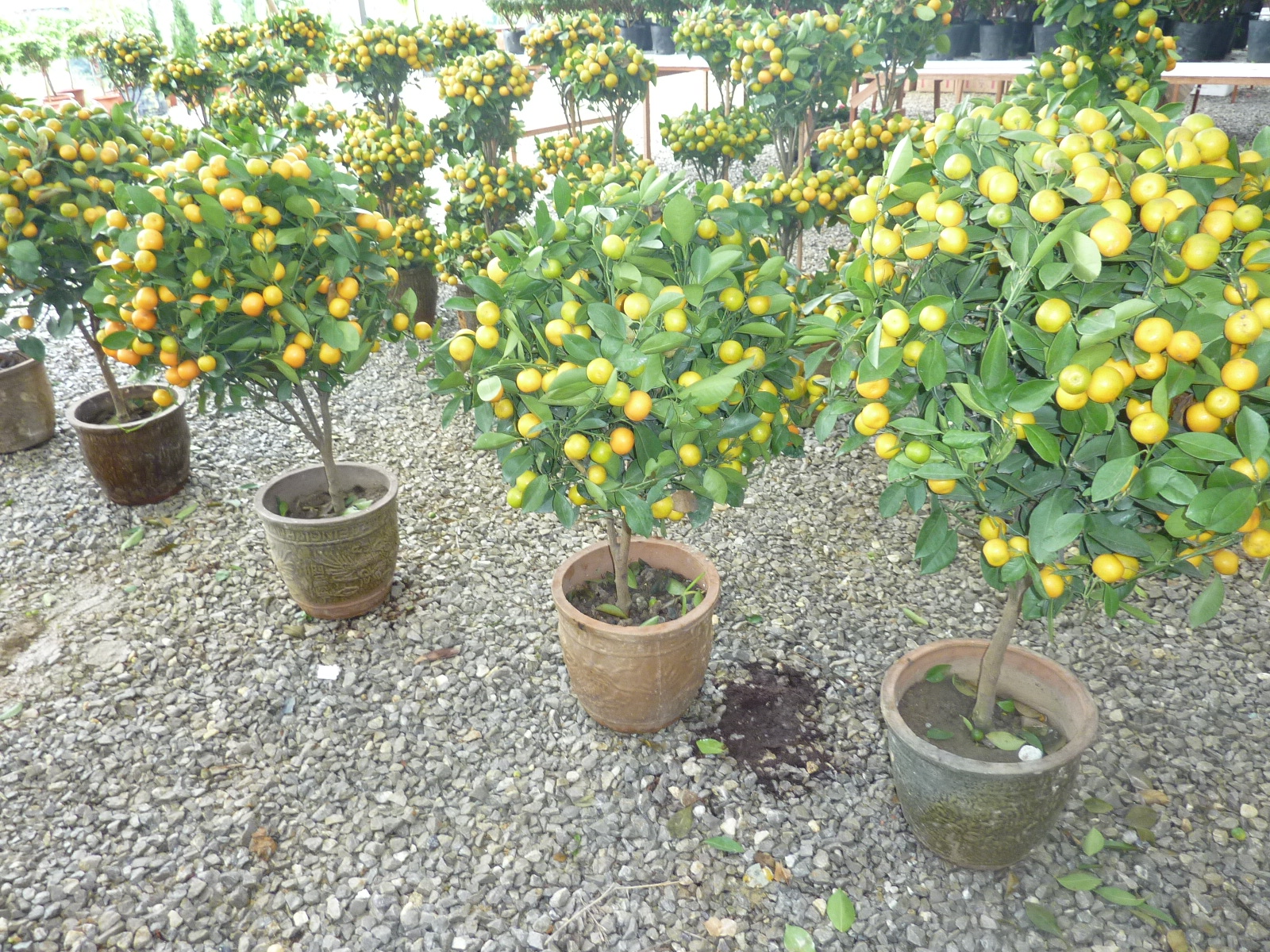 My City Landscaping Sdn Bhd: Mandarin Lime Tree For Chinese New Year 2011