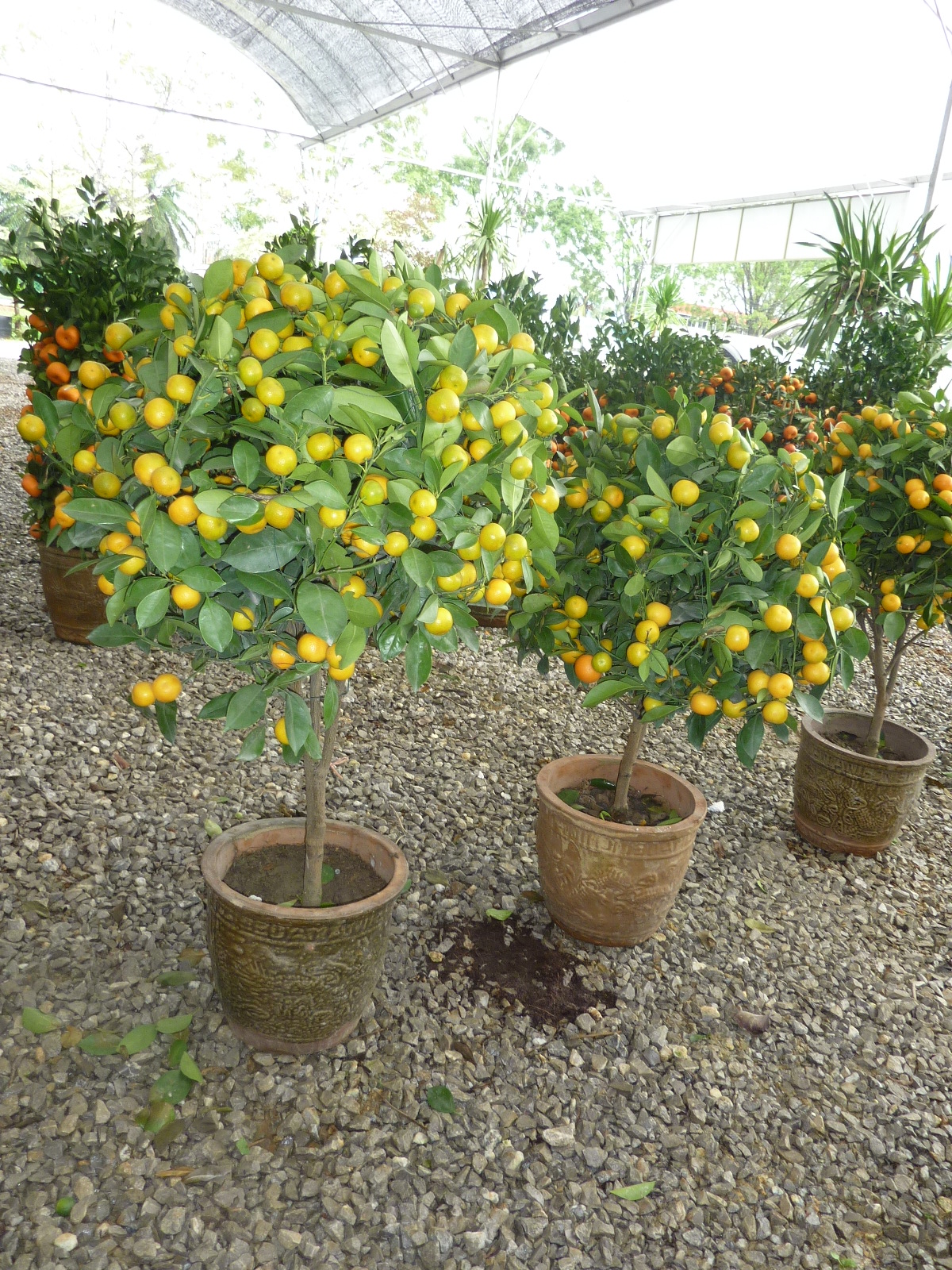 My City Landscaping Sdn Bhd: Mandarin Lime Tree For Chinese New Year 2011