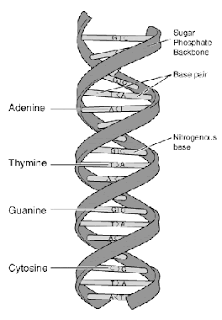 natural of biologi: Mengenal DNA dan RNA