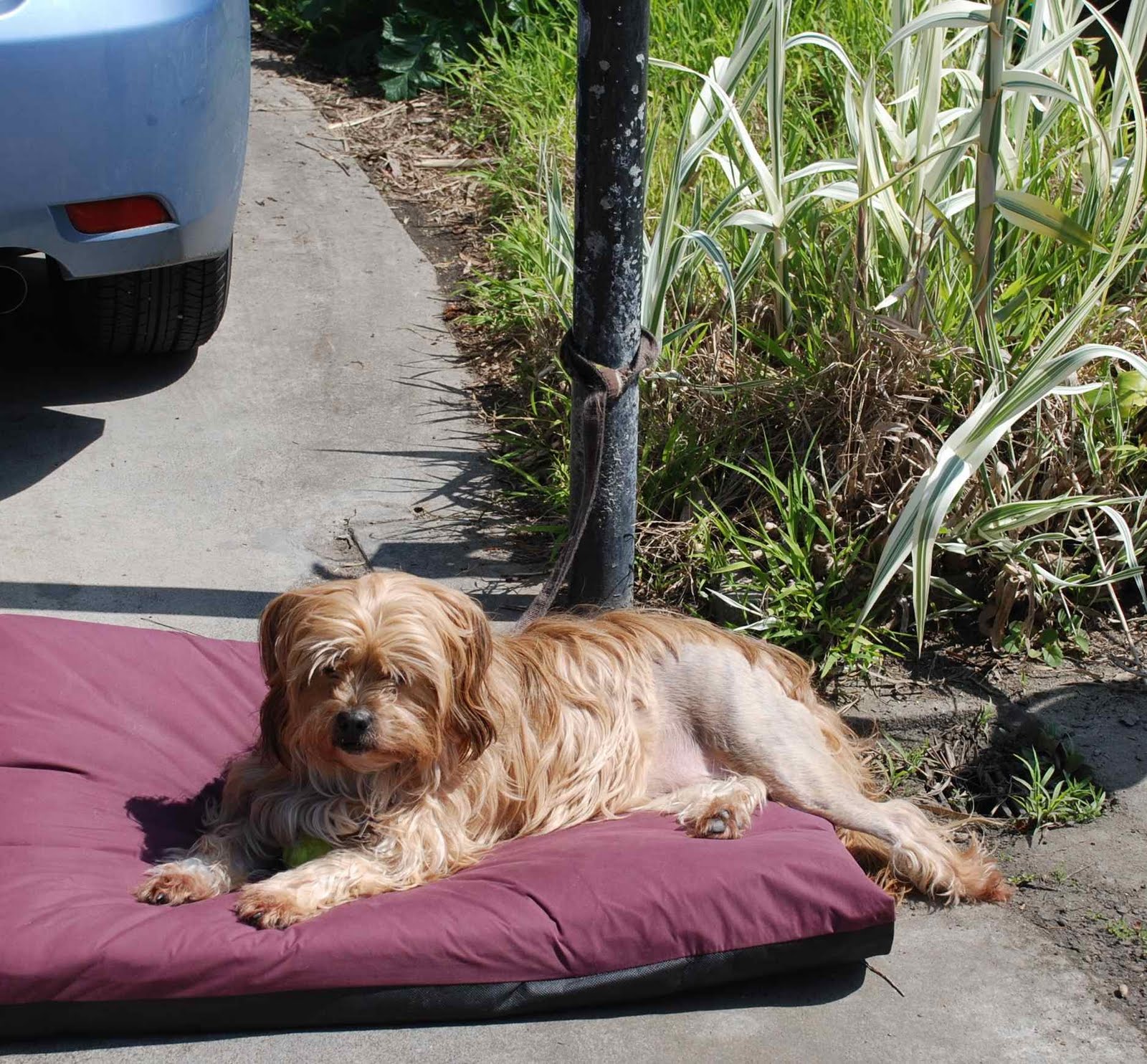 My dog : striped dogs