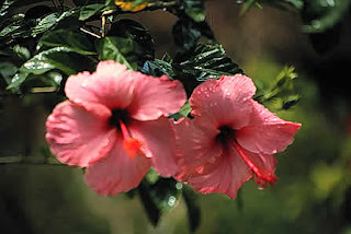 Medio ambiente: Flora