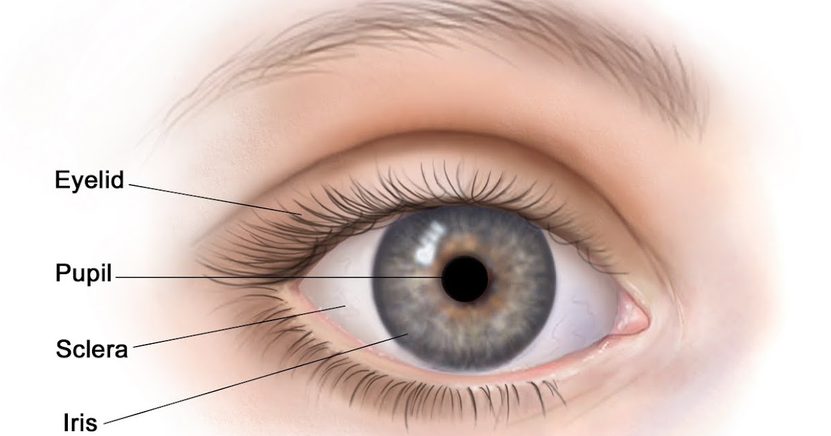 Health Problem Solutions Structure Of The Eye health-problem-solutions-structure-of-the-eye