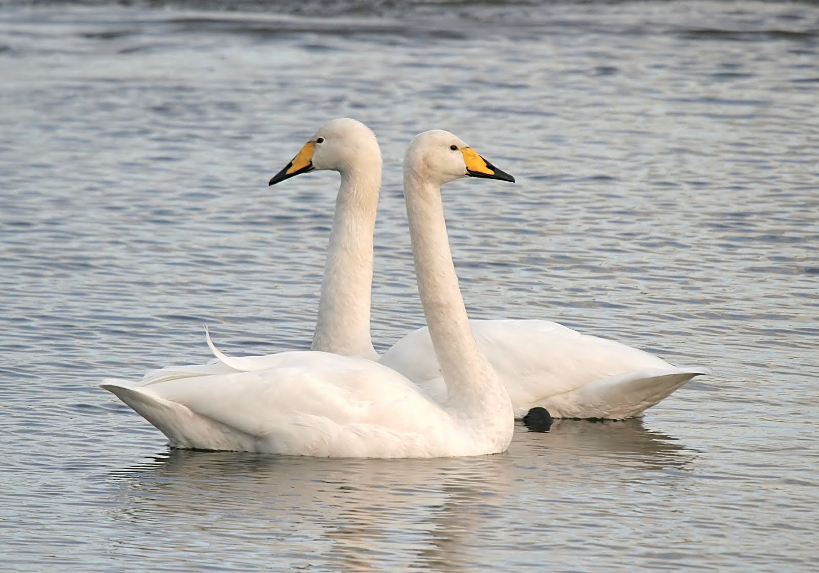 MONTGOMERYSHIRE BIRDS: Whooper Swan @ Caersws