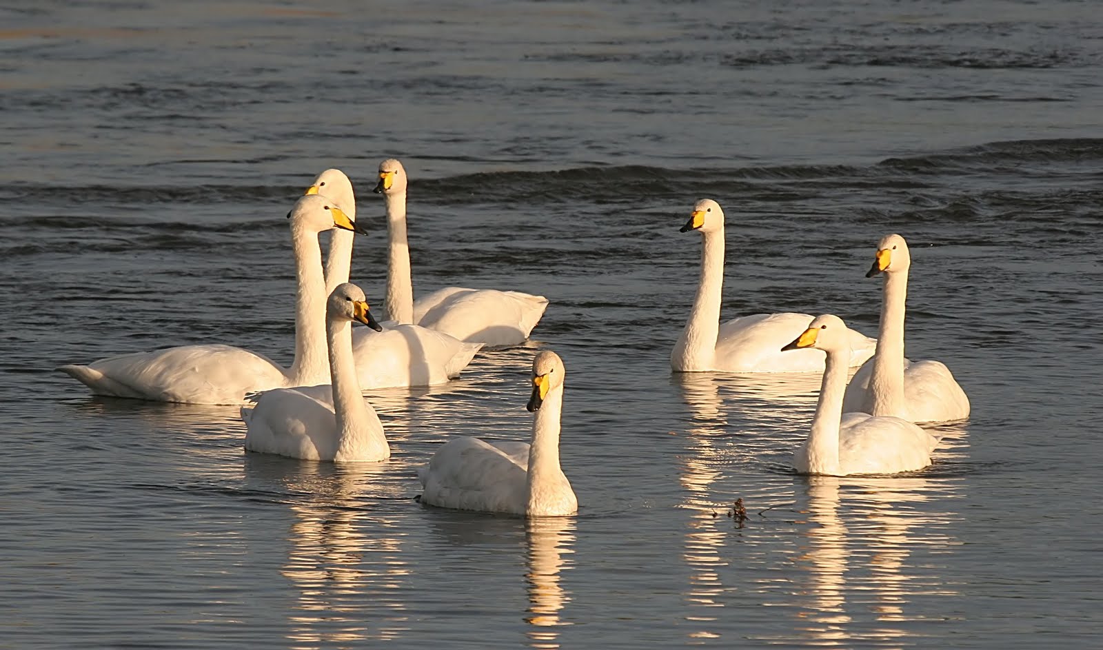 MONTGOMERYSHIRE BIRDS: Whooper Swan @ Caersws