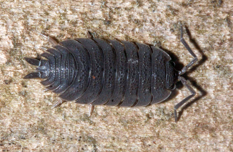 Naturwunder ...: Asseln