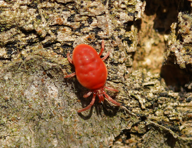 Naturwunder ...: Rote Samtmilbe