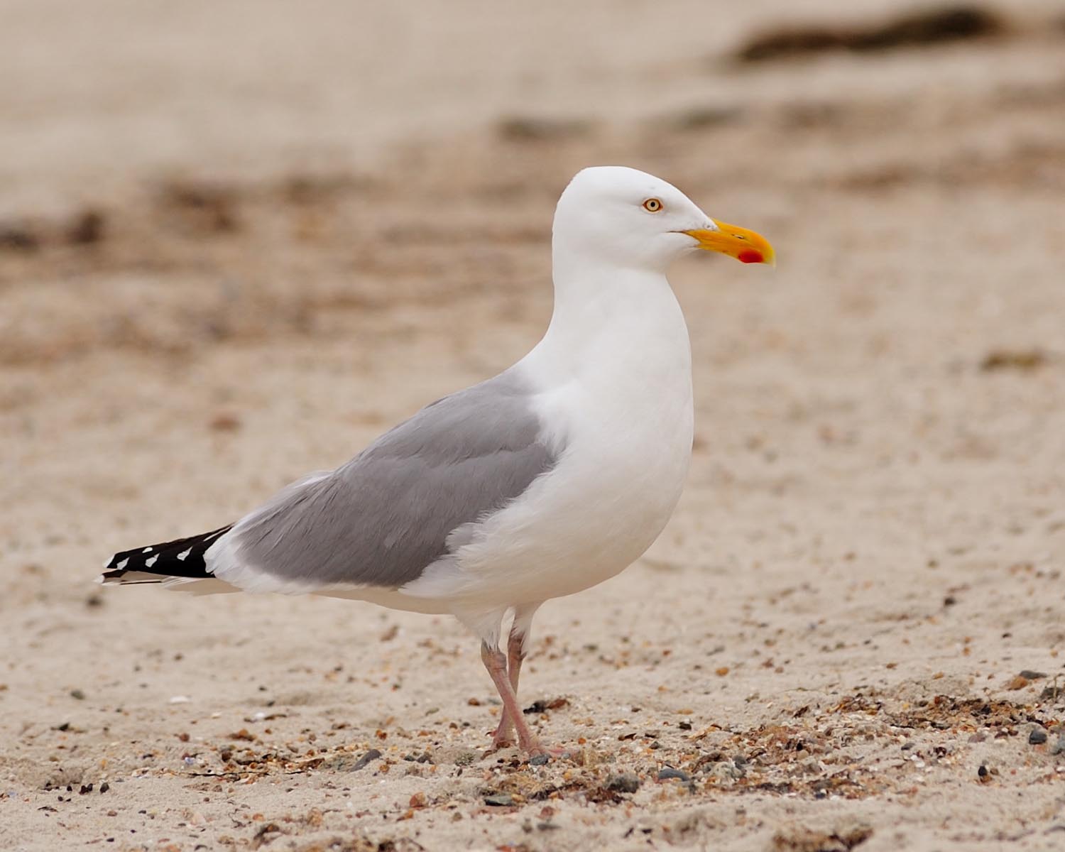 The Amazing Life: June 2010