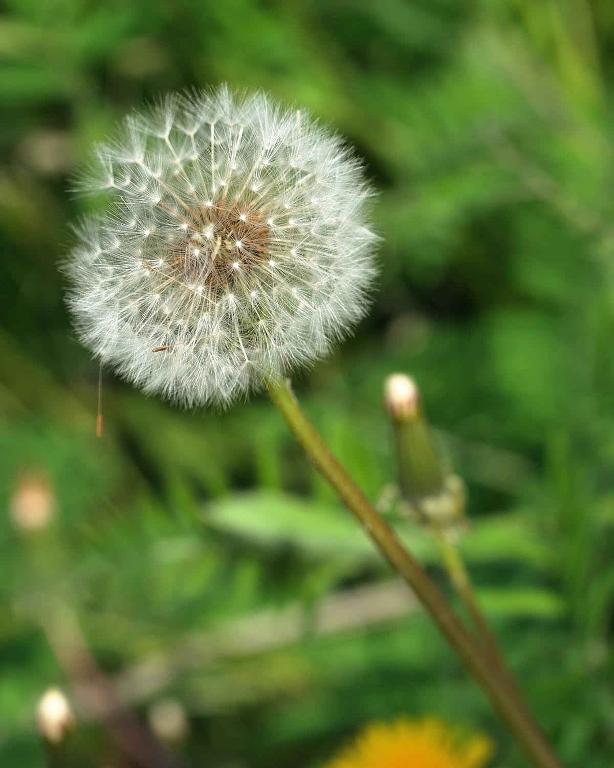 The Amazing Life: ABC Wednesday: D is for Dandelion