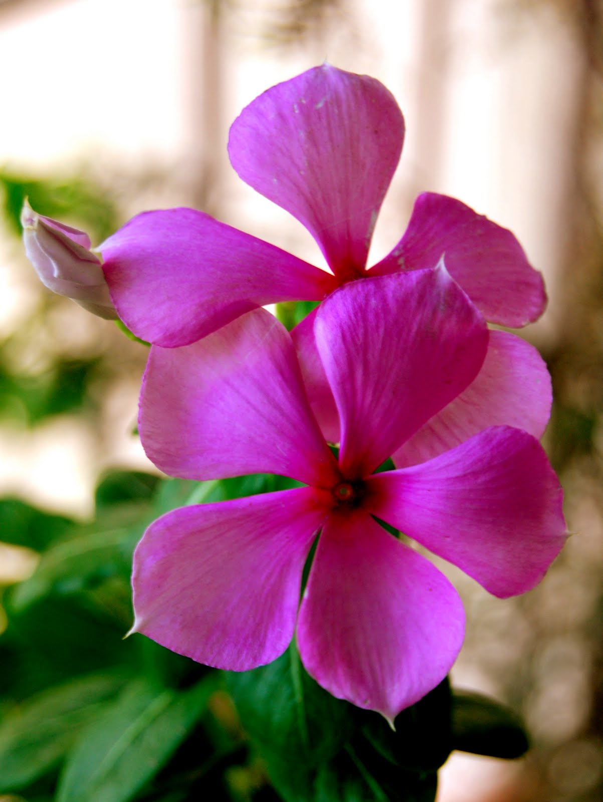 Coffee Rings Everywhere: Catharanthus roseus/ Vinca rosea