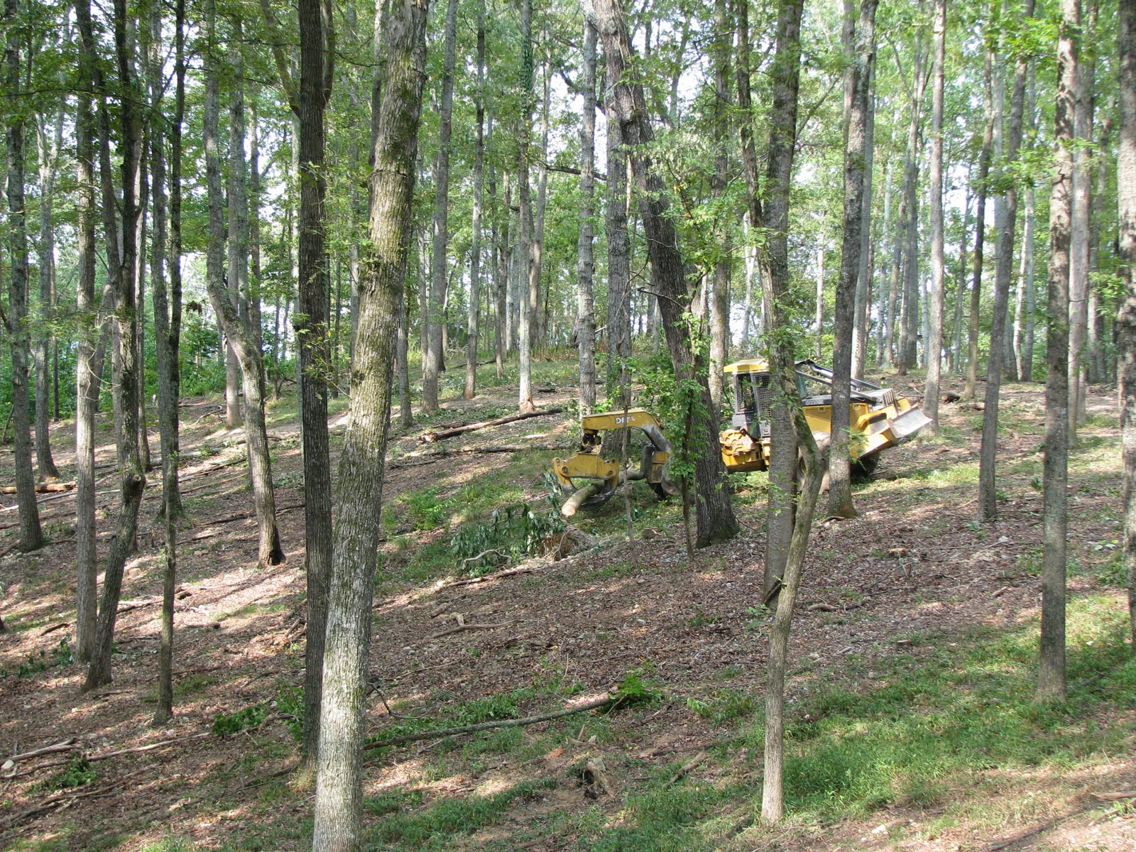 Hog Foot Holler: Logging Lake Guntersville State Park