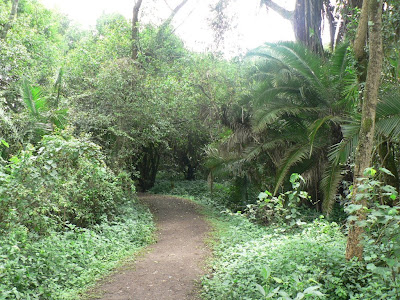 Allison in Africa: Ndura's Kitale Nature Conservancy