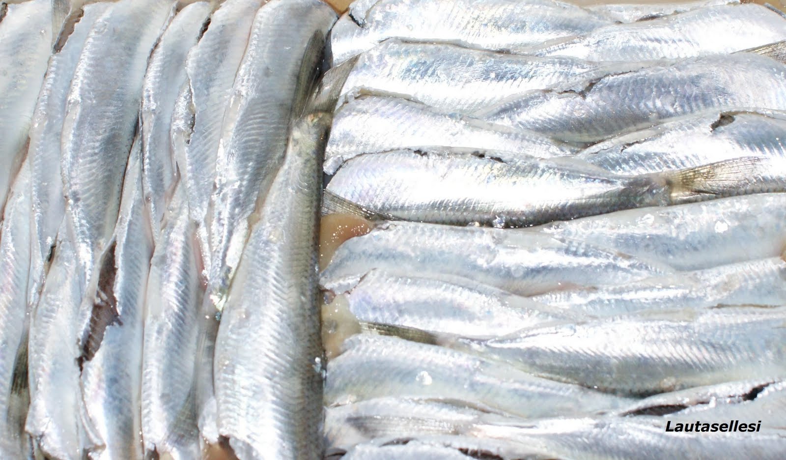 Lautasellesi - Sinu taldrikule: Silakkaurakka / pilotti