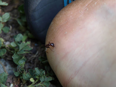 Notes From Kenya: MSU Hyena Research: Ant in the pants