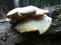 DŘEVOKAZNÉ HOUBY: Tyromyces lacteus (Fr.) Murrill