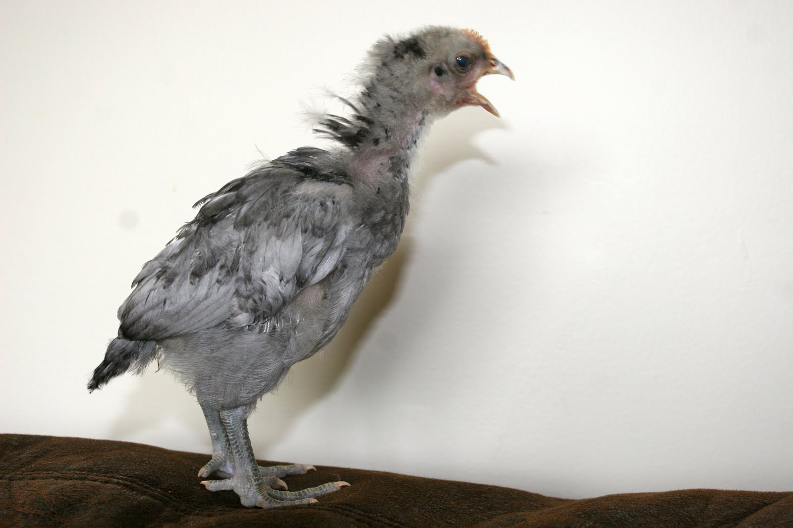 Tales of a Mother Clucker