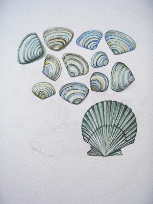 DRAWINGS FROM NATURE: Tiny Blue shells
