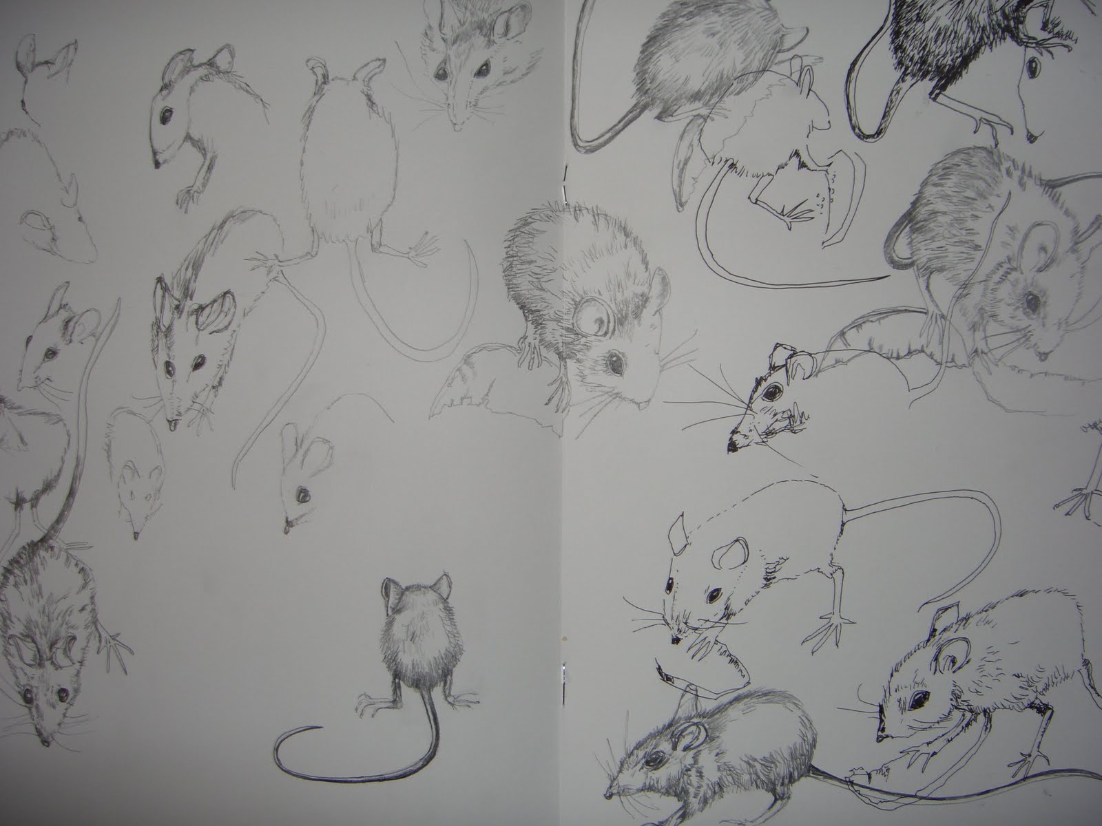 DRAWINGS FROM NATURE: The mouse in the house