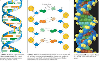 Chapter 10: The Structure and Function of DNA