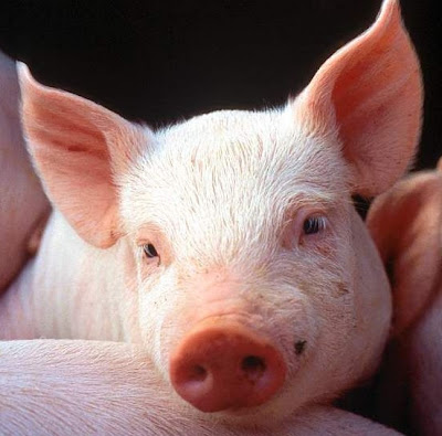 Imágenes de marranos - Imagui