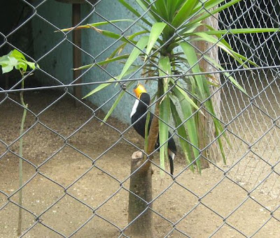 PINTANDO EL URUGUAY: Flores - Reserva Tálice.