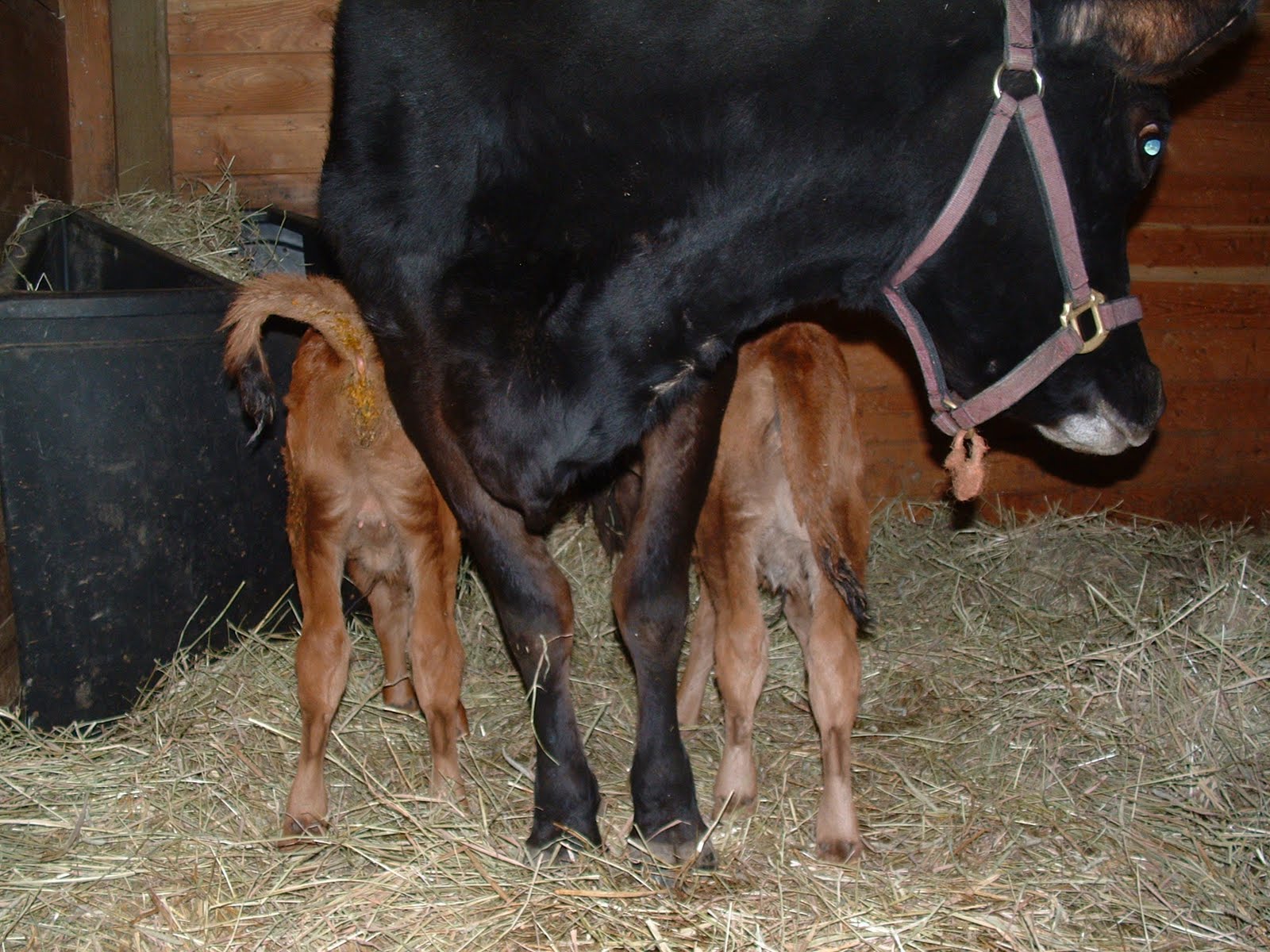 Rural Revolution: Pix of the twin calves