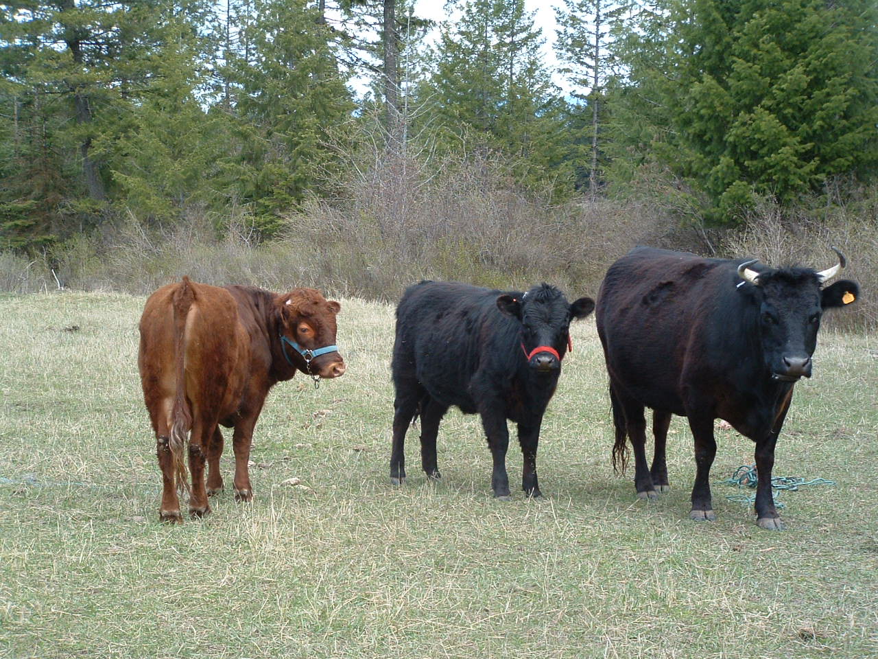 Rural Revolution: Random cow pix