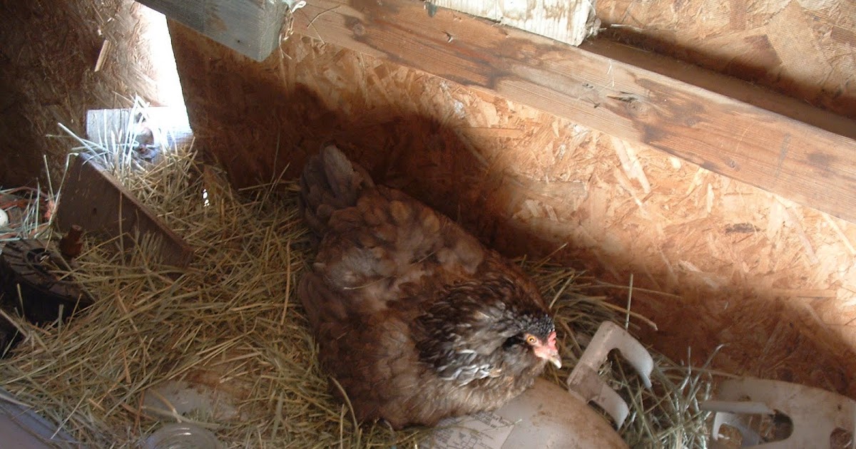 Rural Revolution: Setting hen!