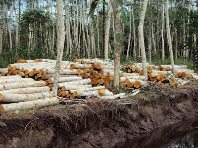 Trees for the Forestry Industry: Albasia - Sengon (Paraserianthes ...