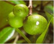 TODA FRUTA: SORVA (Couma utilis - sorvinha)