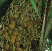 TODA FRUTA: MURUMURU ou MURMURÚ (Astrocaryum murumuru)