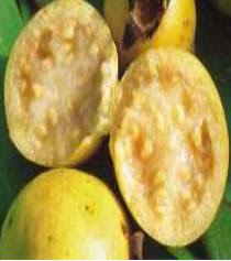 TODA FRUTA: ARAÇÁ