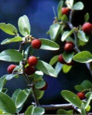 TODA FRUTA: MISTOL - (Zizyphus mistol)