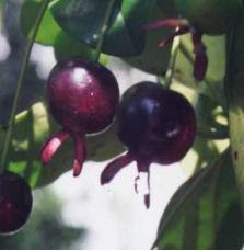 TODA FRUTA: GRUMIXAMA