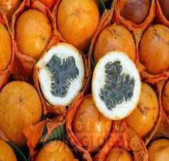 TODA FRUTA: GRANADILHA - (Passiflora linguaris)