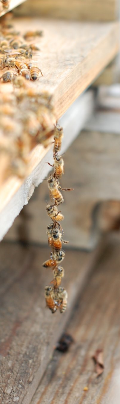 Festooning, Do we really understand the function?