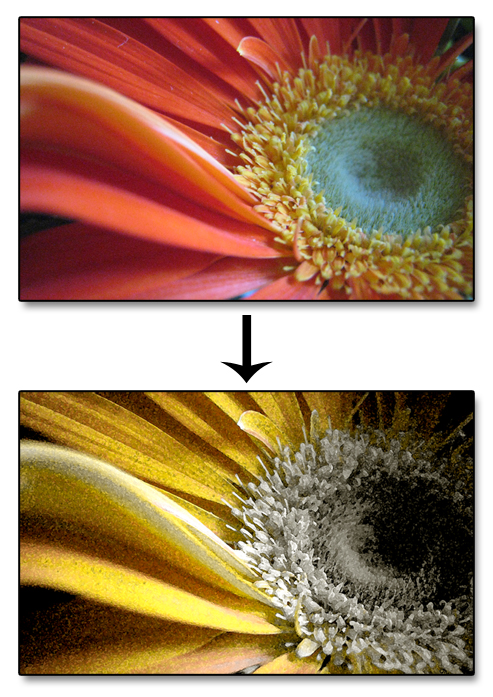 This Fresh Fossil: DIY to Decorate Your Dwelling: Photo Editing