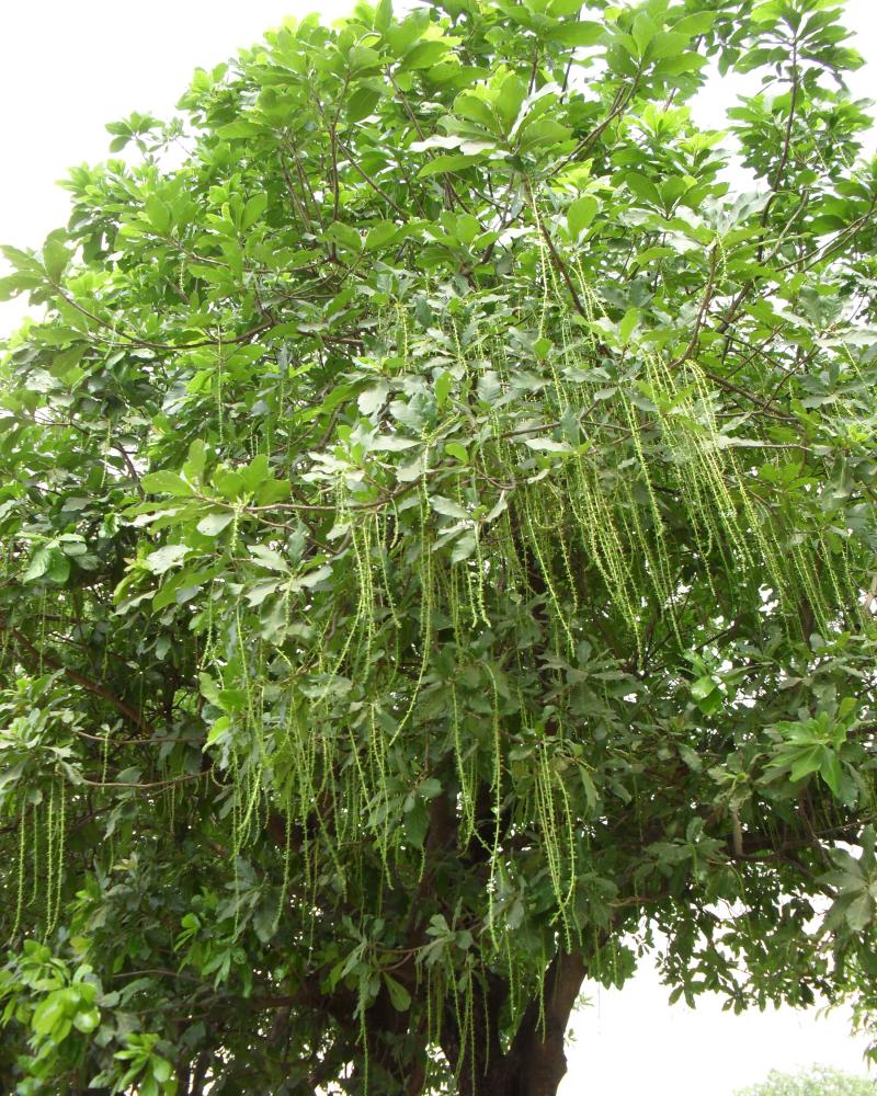 Freshwater Mangrove - Barringtonia acutangula