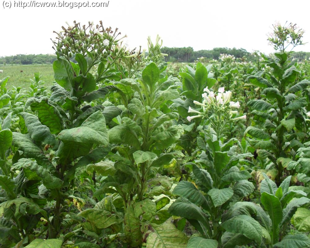 Tobacco - Nicotiana tabacum