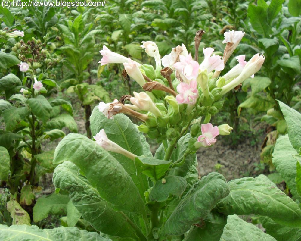 Tobacco - Nicotiana tabacum